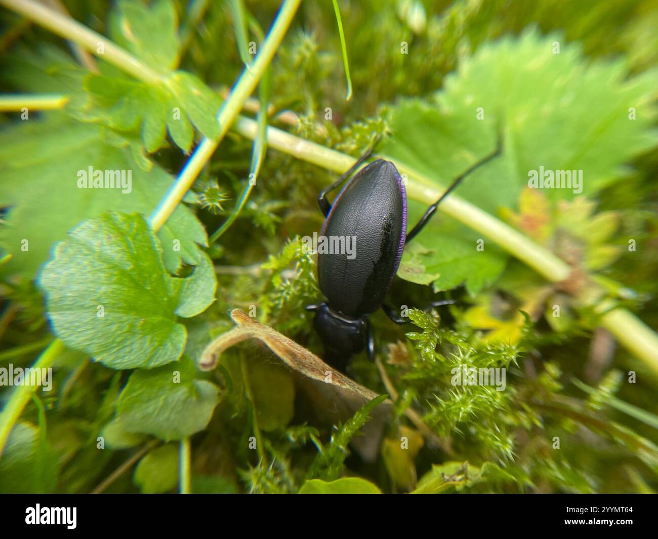 Violet ground beetle (Carabus violaceus Stock Photo - Alamy