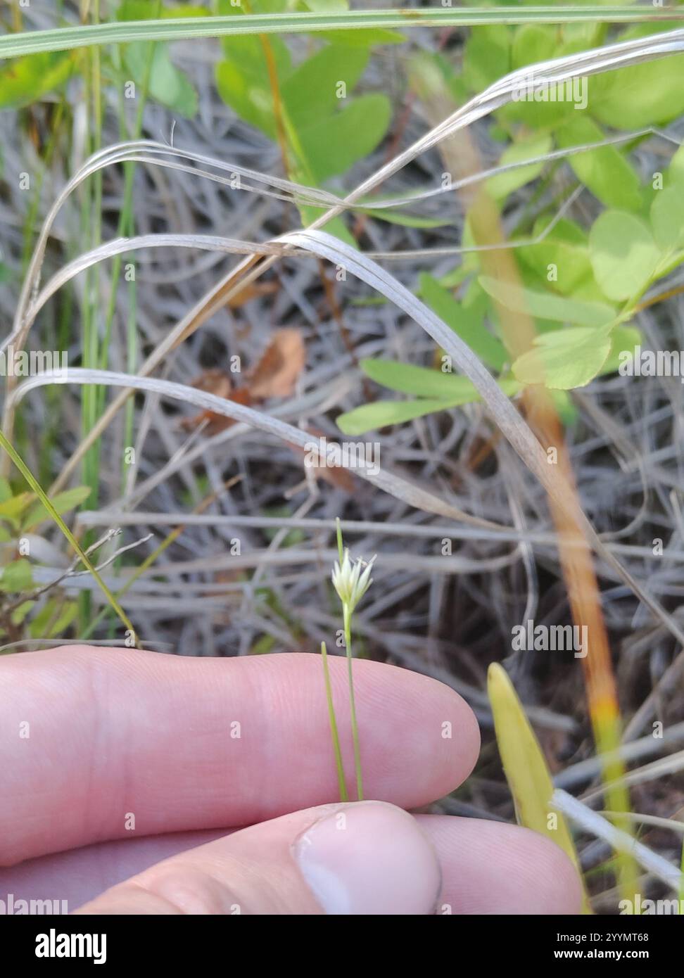 white beak-sedge (Rhynchospora alba Stock Photo - Alamy