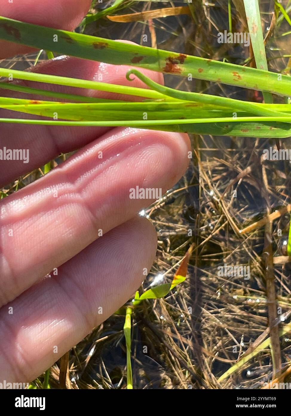 Bog Yellow-eyed Grass (Xyris difformis Stock Photo - Alamy
