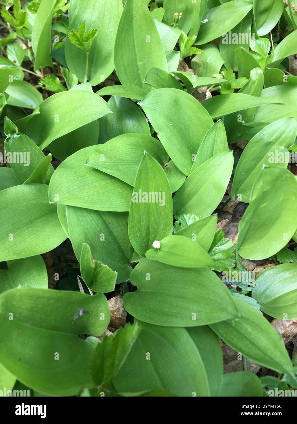 Canada mayflower (Maianthemum canadense Stock Photo - Alamy