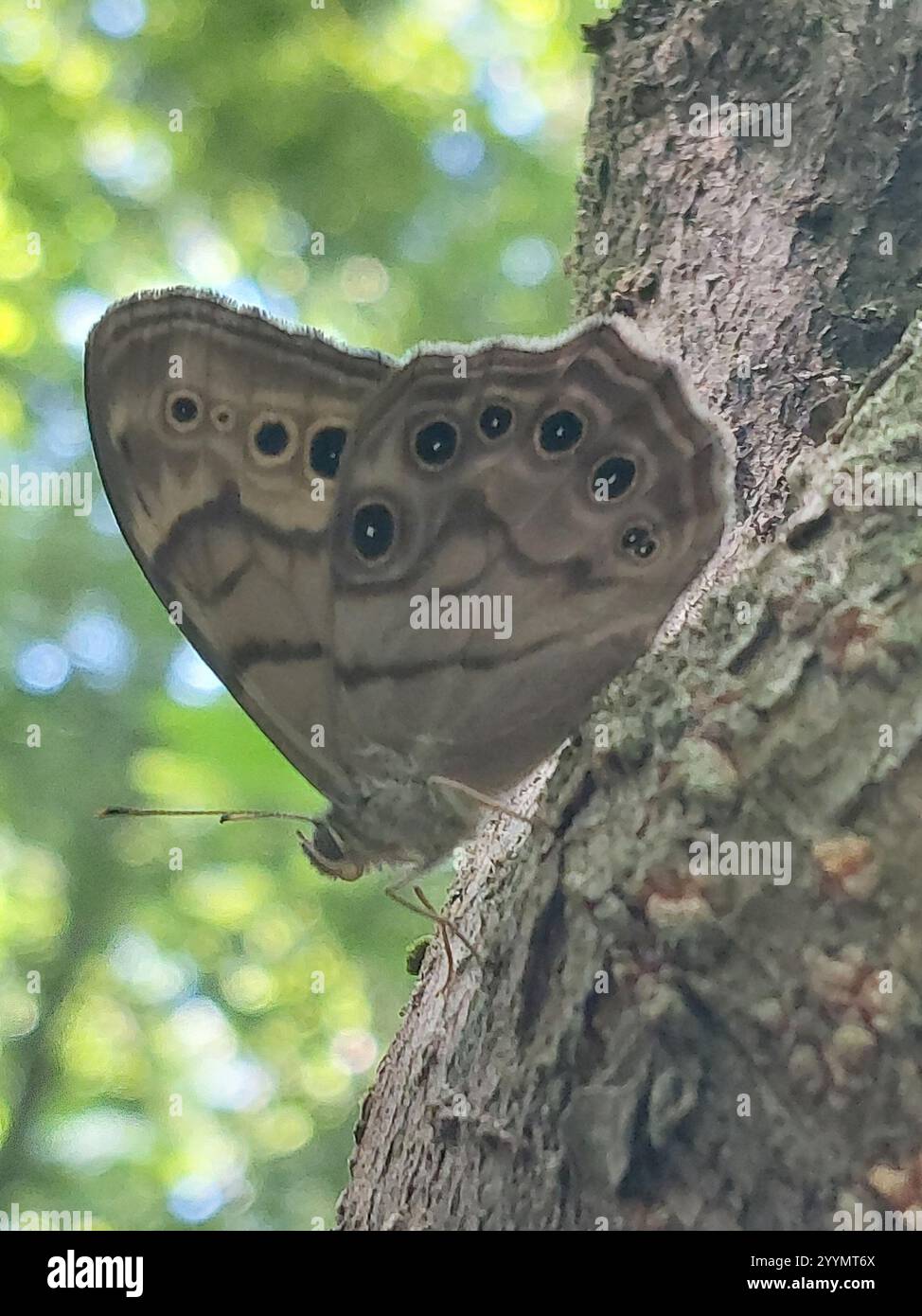 Northern Pearly-eye (Lethe anthedon Stock Photo - Alamy