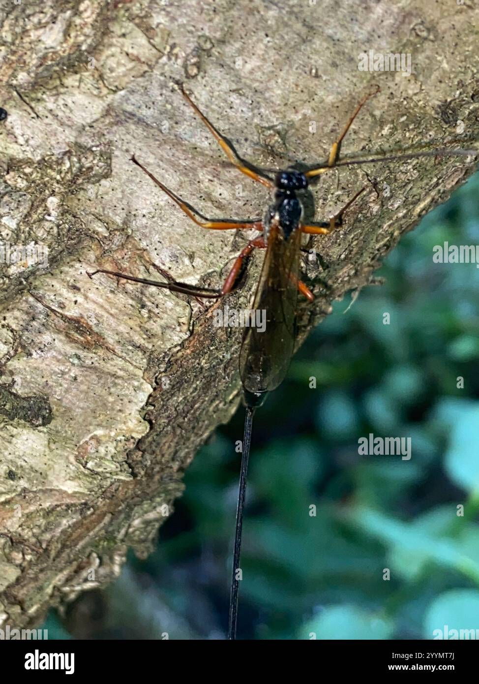 Sabre Wasp (Rhyssa persuasoria Stock Photo - Alamy