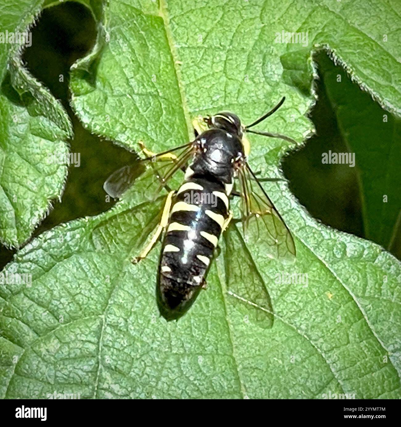 Four-banded Stink Bug Wasp (Bicyrtes quadrifasciatus Stock Photo - Alamy