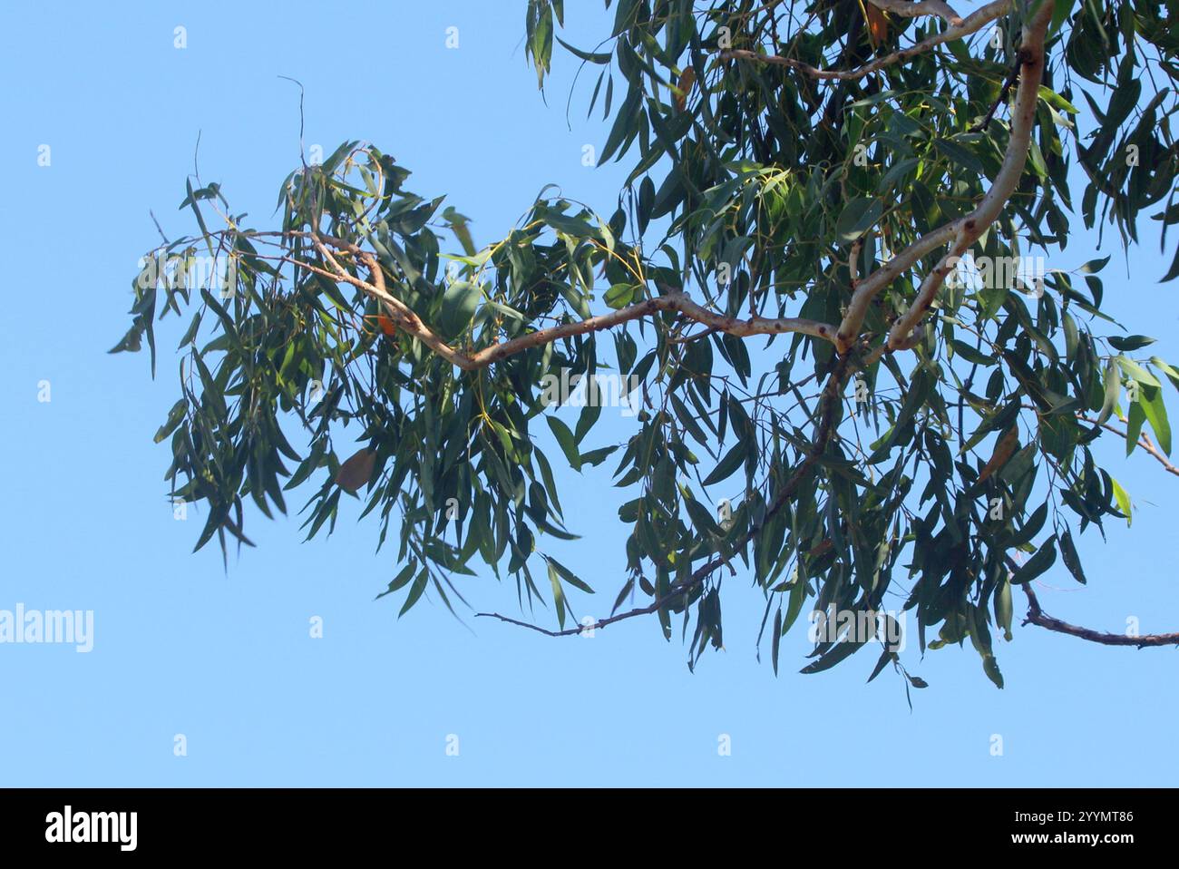 Darwin Woollybutt (Eucalyptus miniata Stock Photo - Alamy