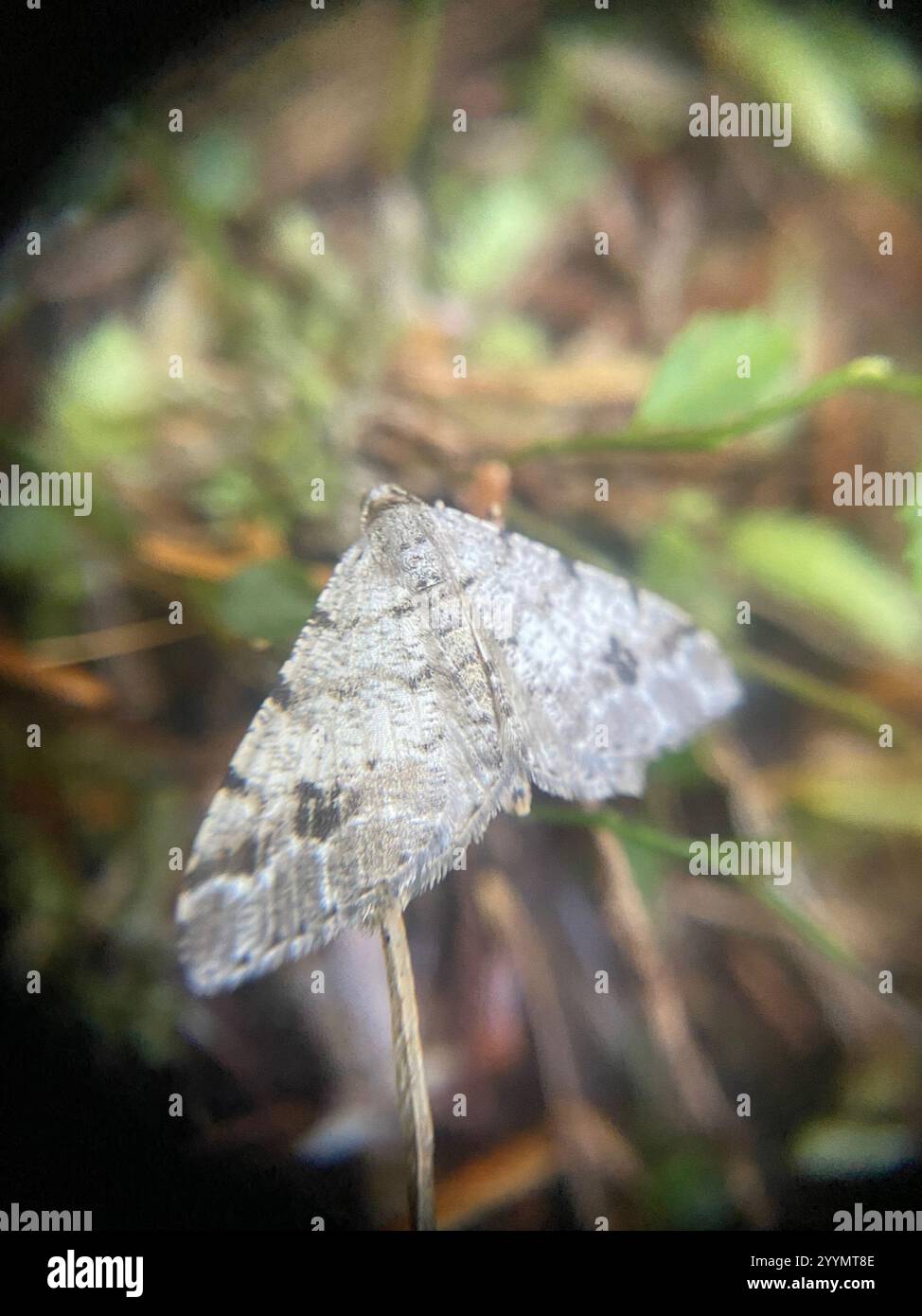 Pale-marked Angle (Macaria signaria Stock Photo - Alamy