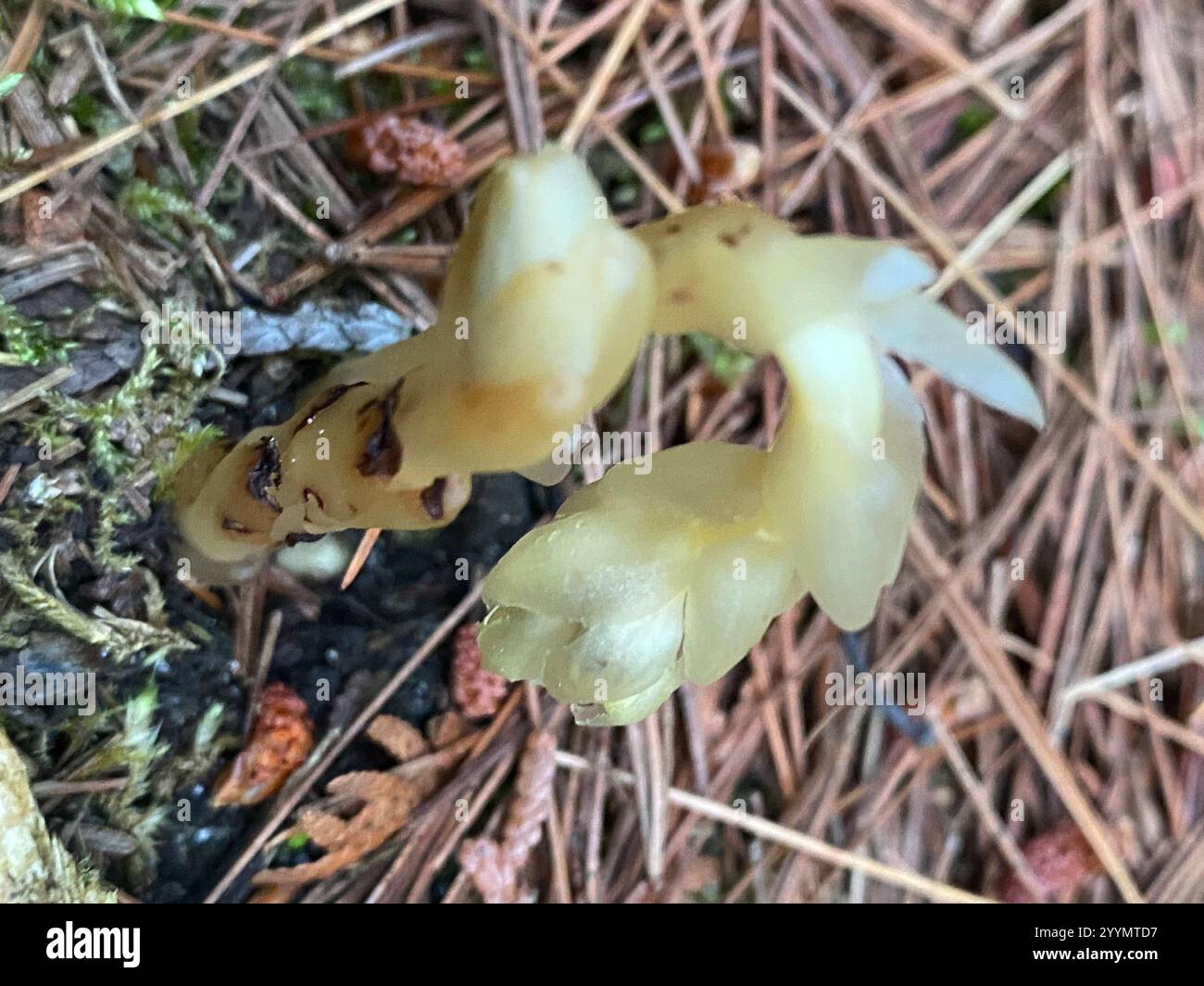 Ghost Pipe (Monotropa uniflora Stock Photo - Alamy