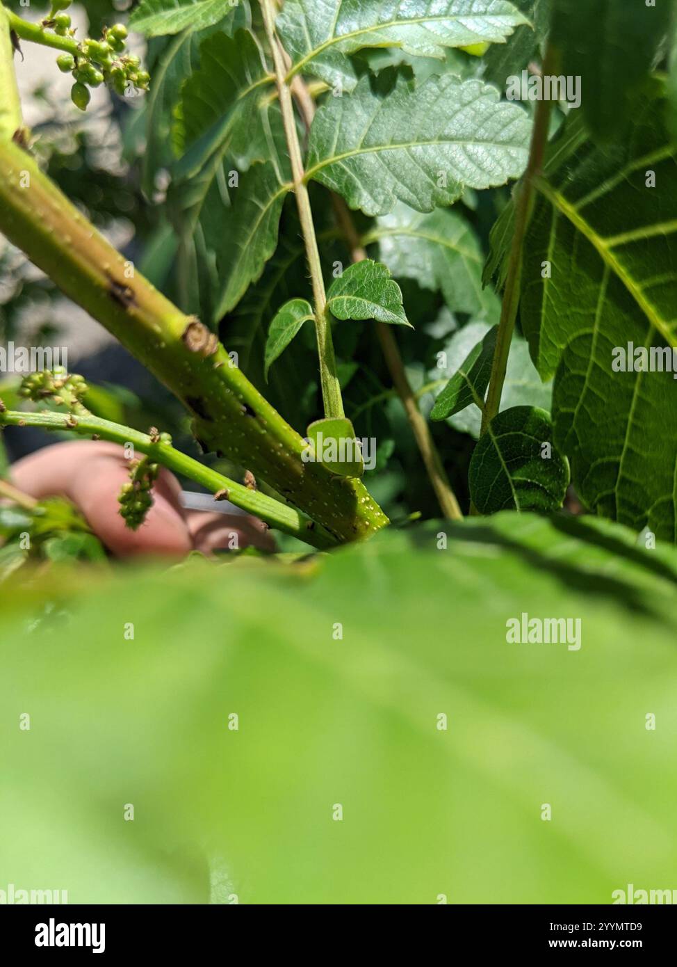 Green Cone-headed Planthopper (Acanalonia conica Stock Photo - Alamy