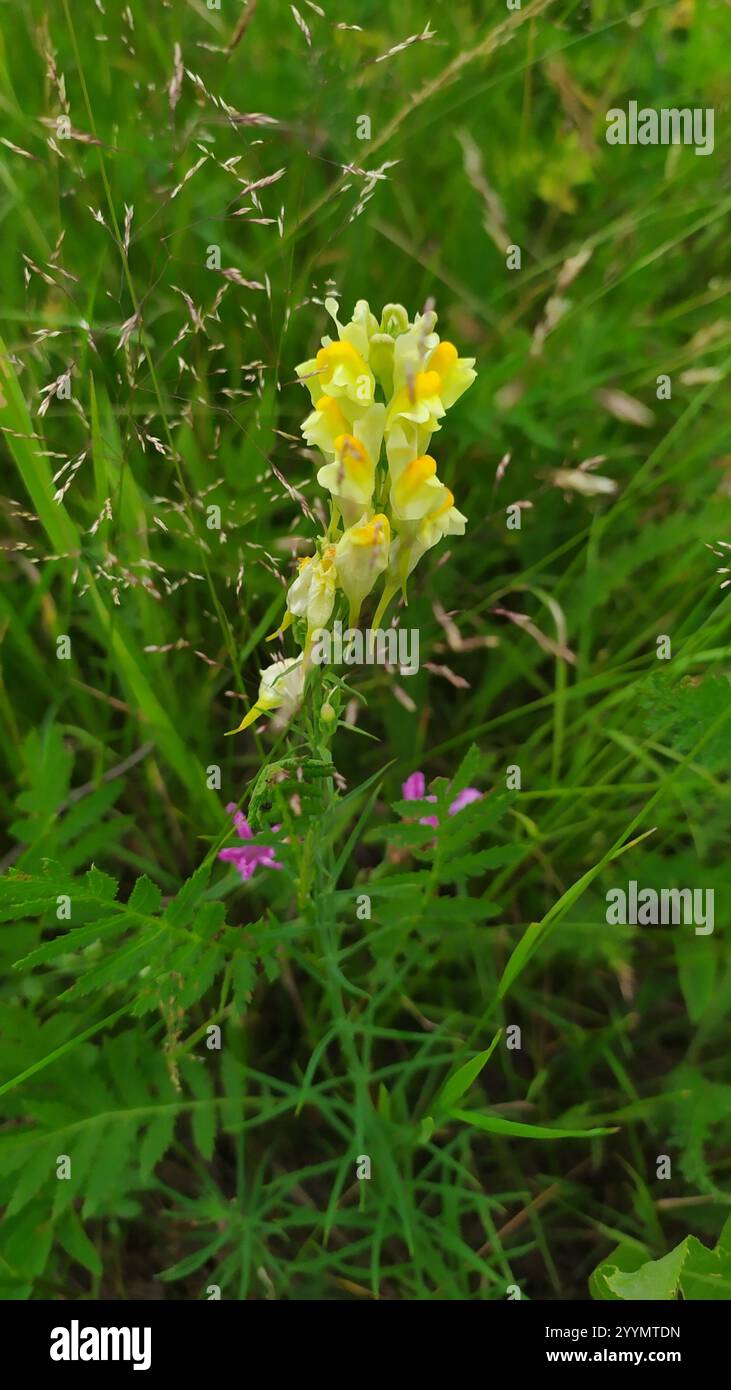 common toadflax (Linaria vulgaris Stock Photo - Alamy