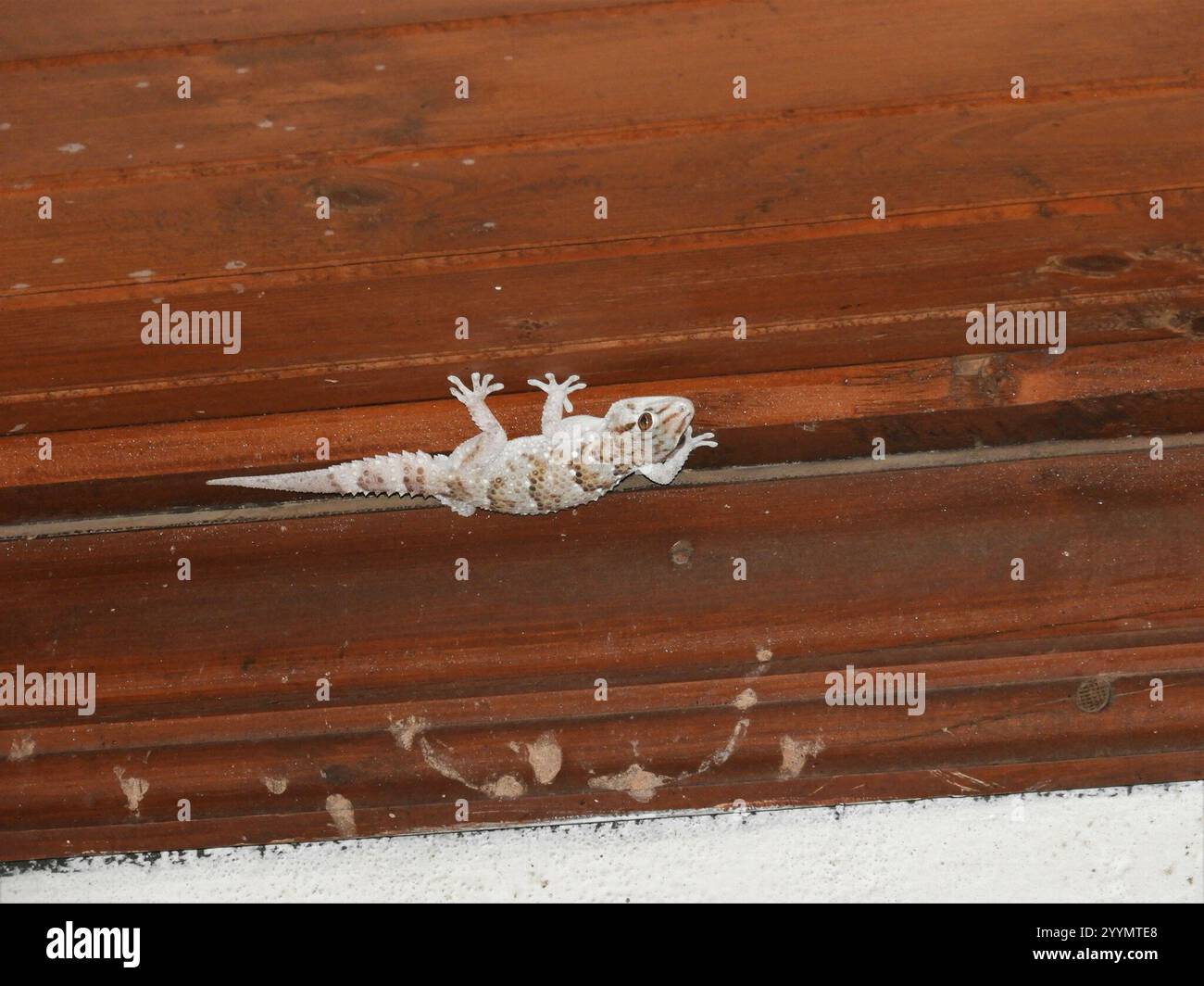 Comb-toed Geckos (Chondrodactylus Stock Photo - Alamy