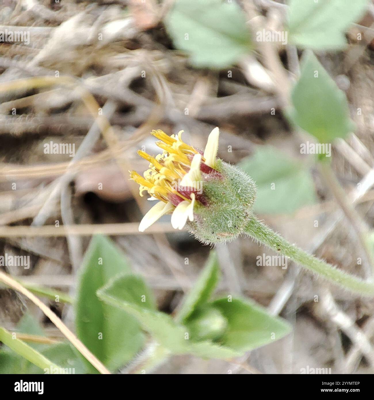 Tridax daisy (Tridax procumbens Stock Photo - Alamy