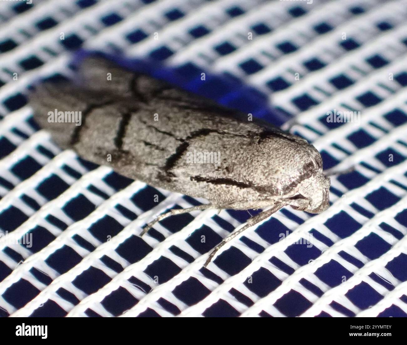Timber Moths (Xyloryctidae Stock Photo - Alamy