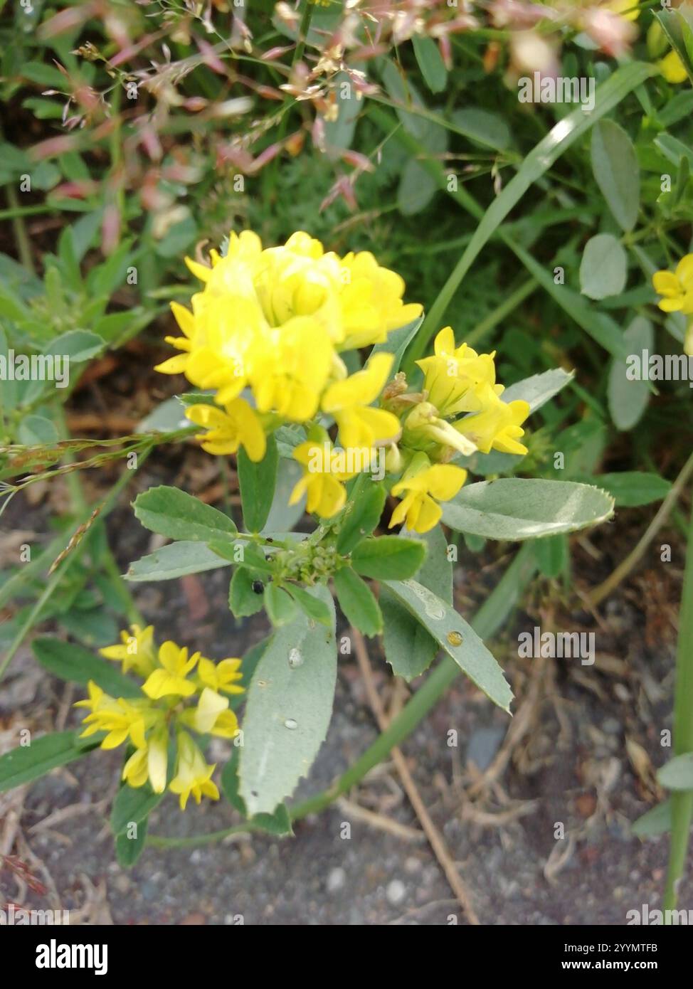 sickle alfalfa (Medicago falcata Stock Photo - Alamy