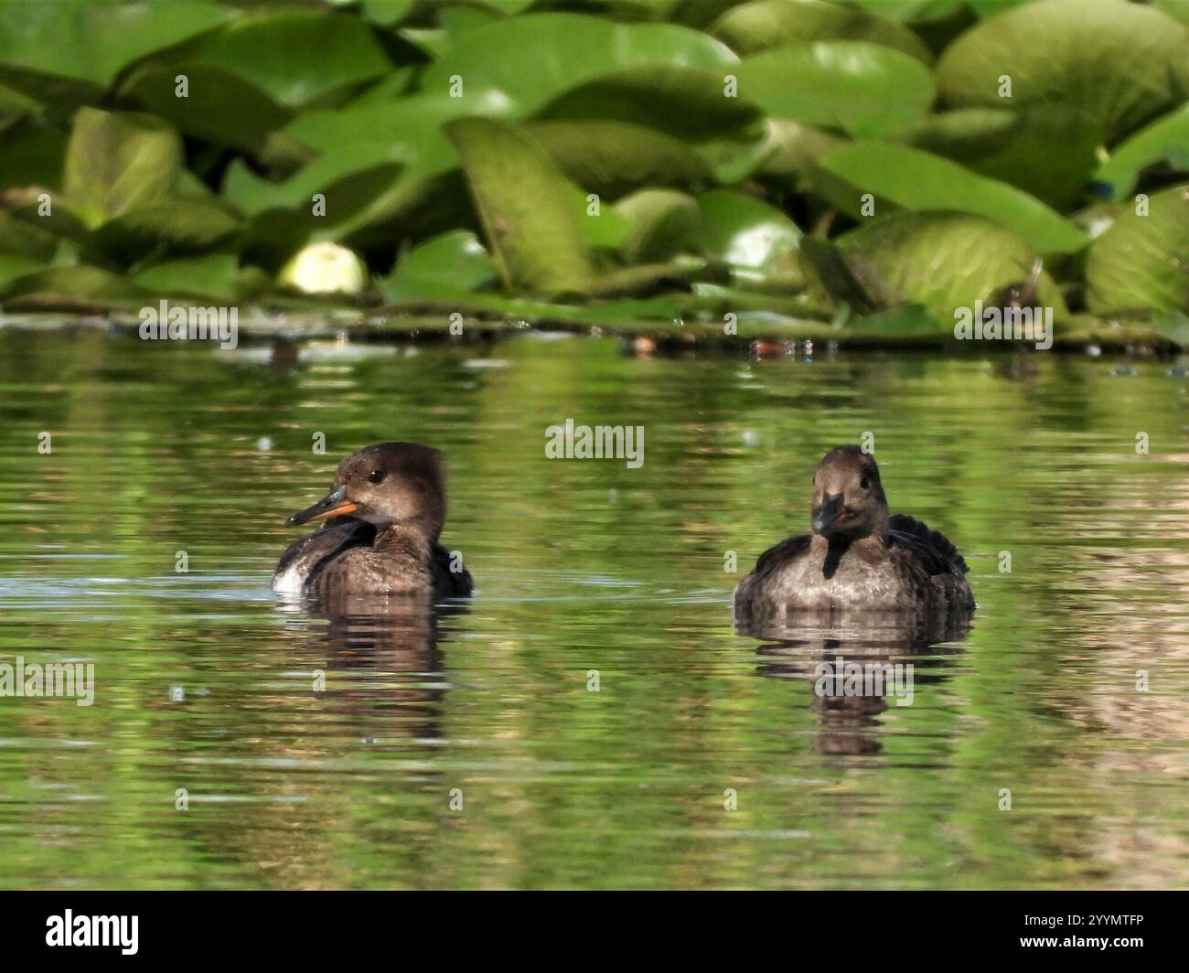 Hooded Merganser (Lophodytes cucullatus Stock Photo - Alamy