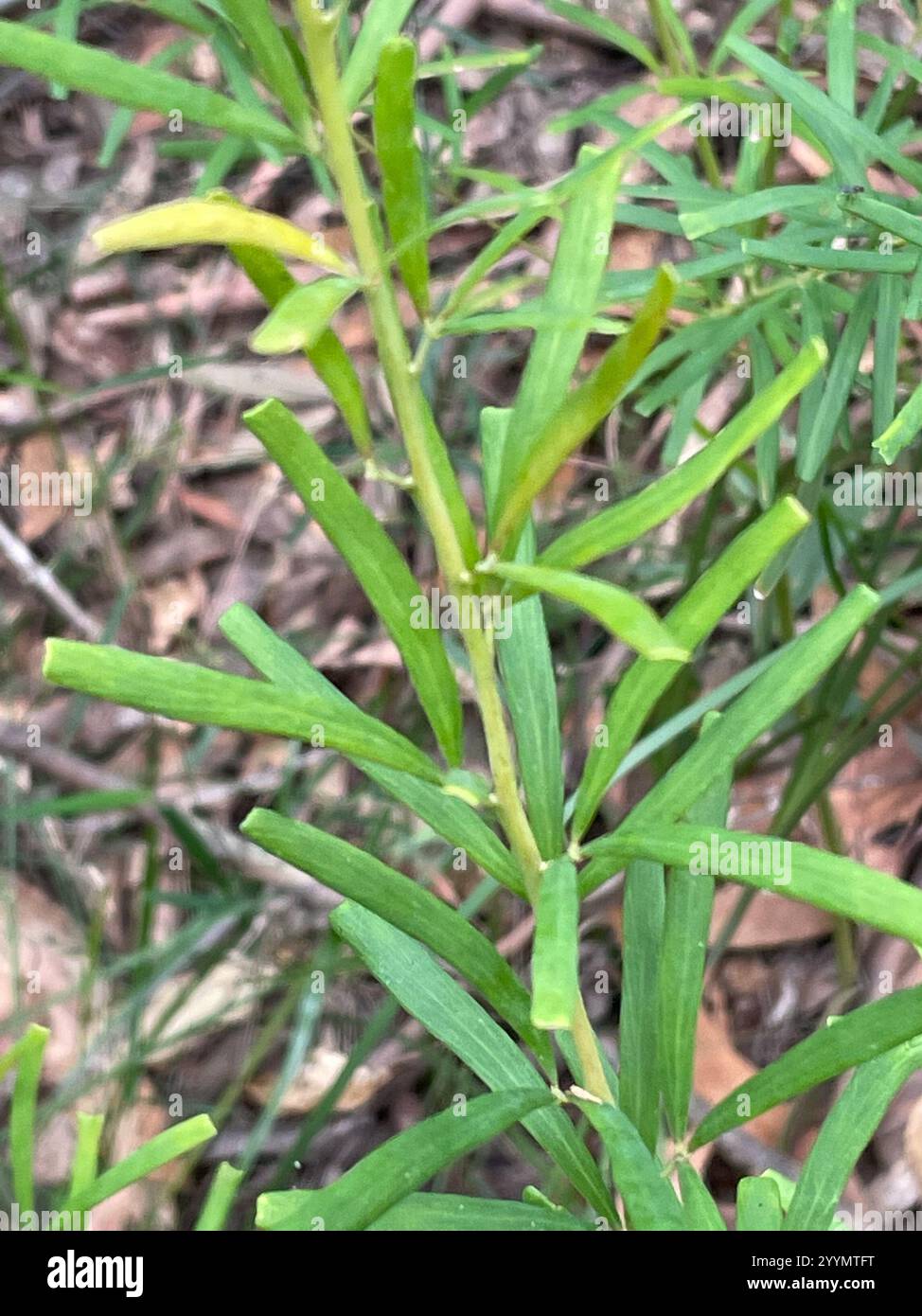Golden Glory Pea (Gompholobium latifolium Stock Photo - Alamy