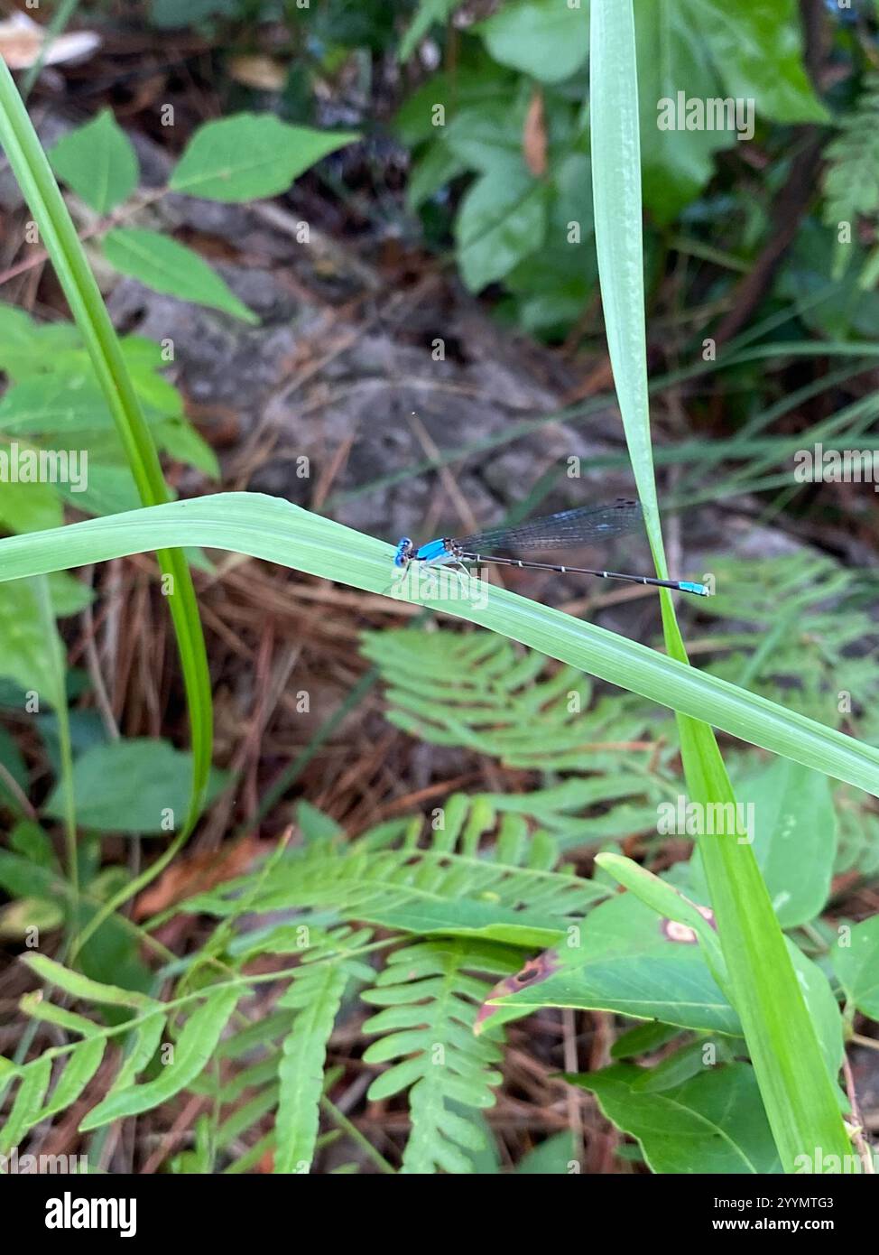 Blue-fronted Dancer (Argia apicalis Stock Photo - Alamy