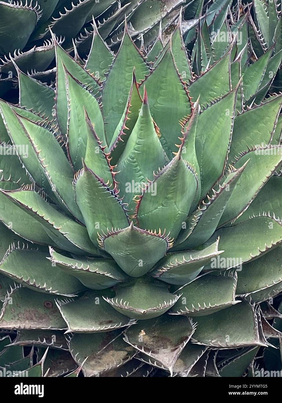 Shaws agave agave shawii hi-res stock photography and images - Alamy
