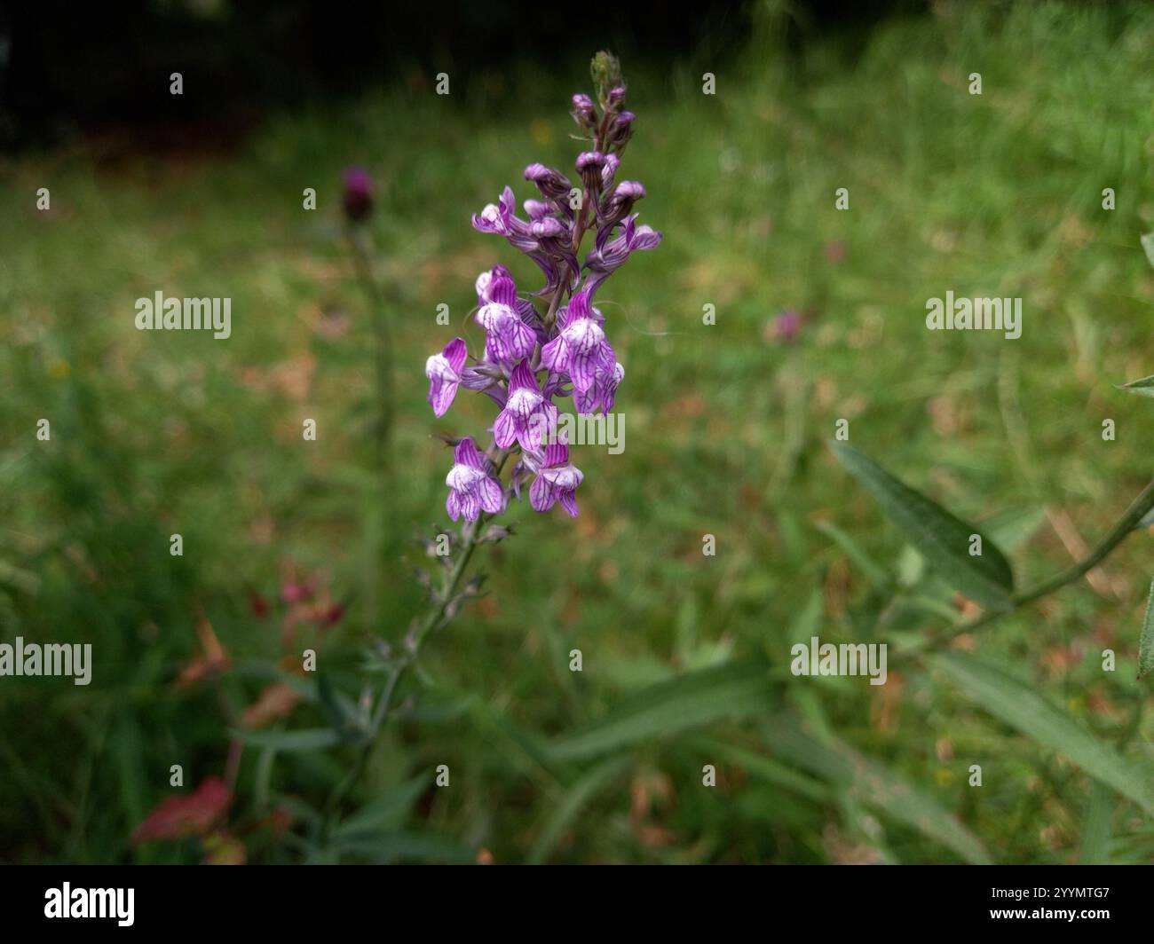 Purple Toadflax (Linaria purpurea Stock Photo - Alamy