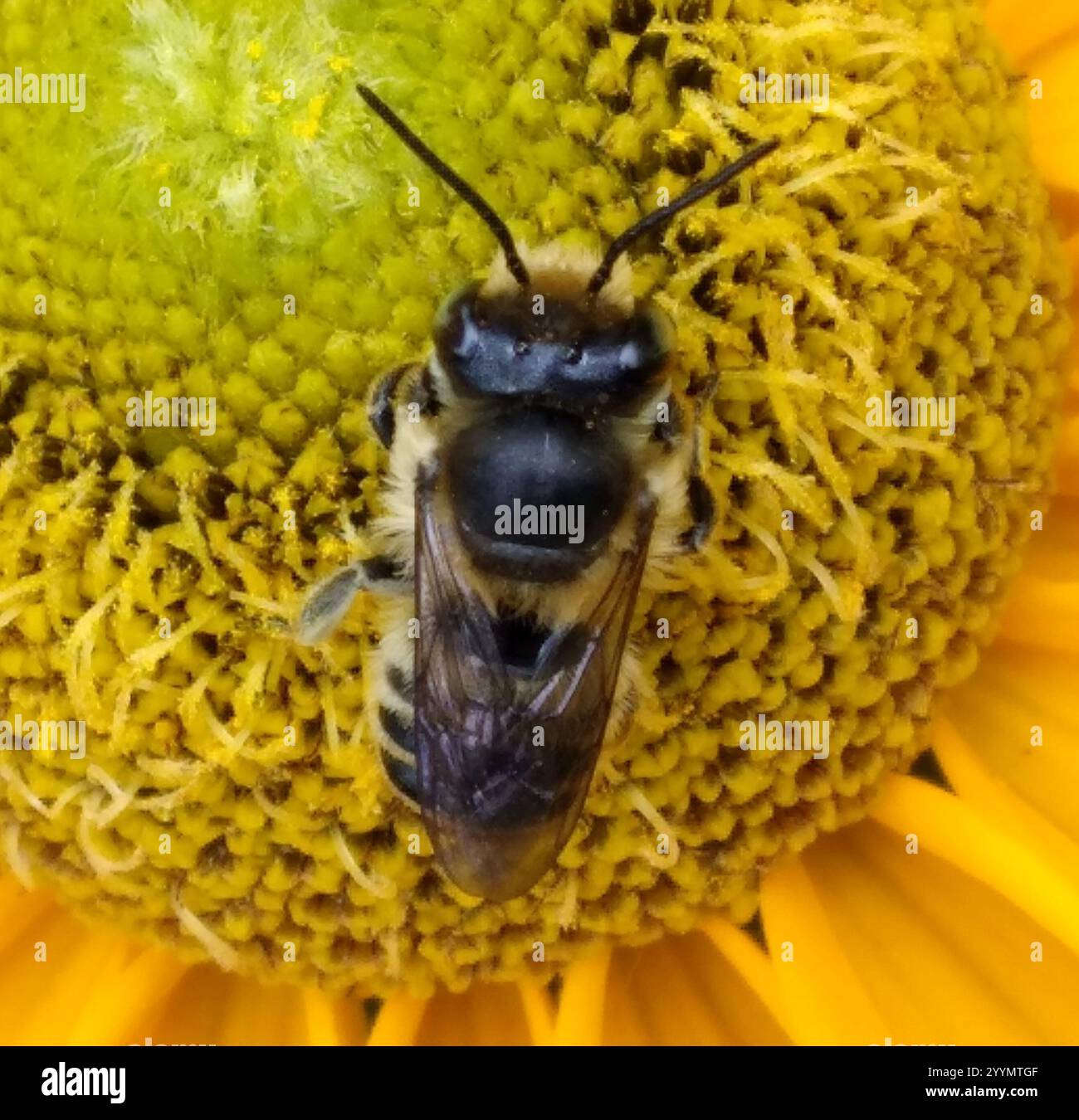 Unarmed Leafcutter Bee (Megachile inermis Stock Photo - Alamy