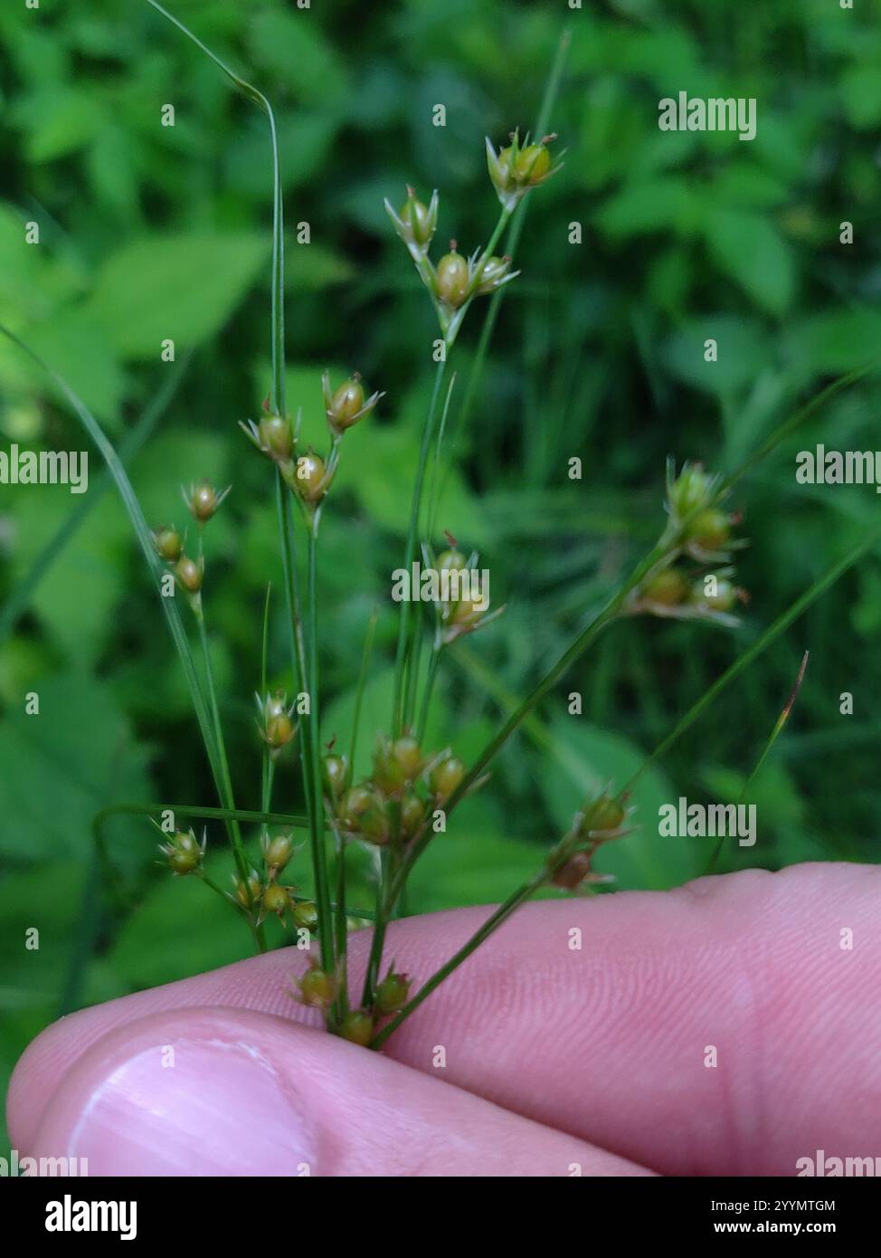 Slender Path Rush (Juncus tenuis Stock Photo - Alamy