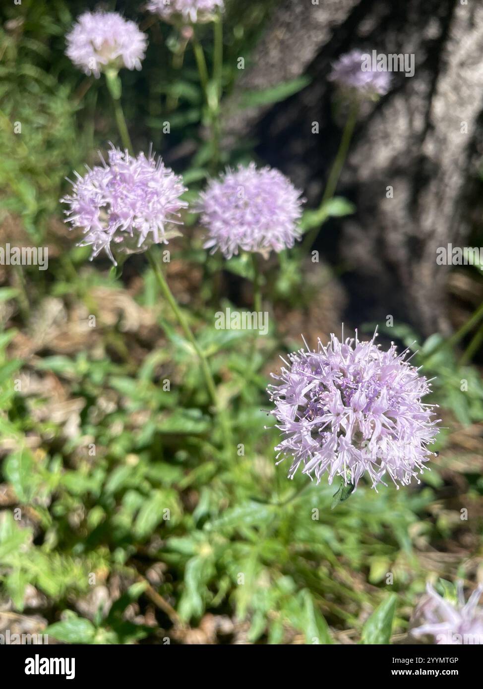 mountain coyote mint (Monardella odoratissima Stock Photo - Alamy