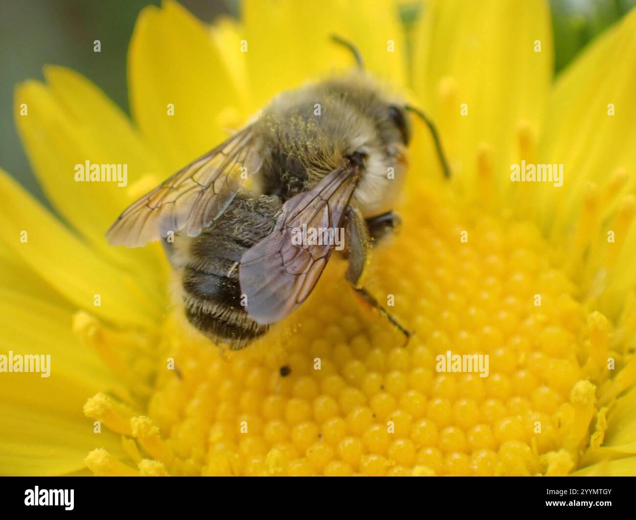 Western Leafcutter Bee (Megachile perihirta Stock Photo - Alamy