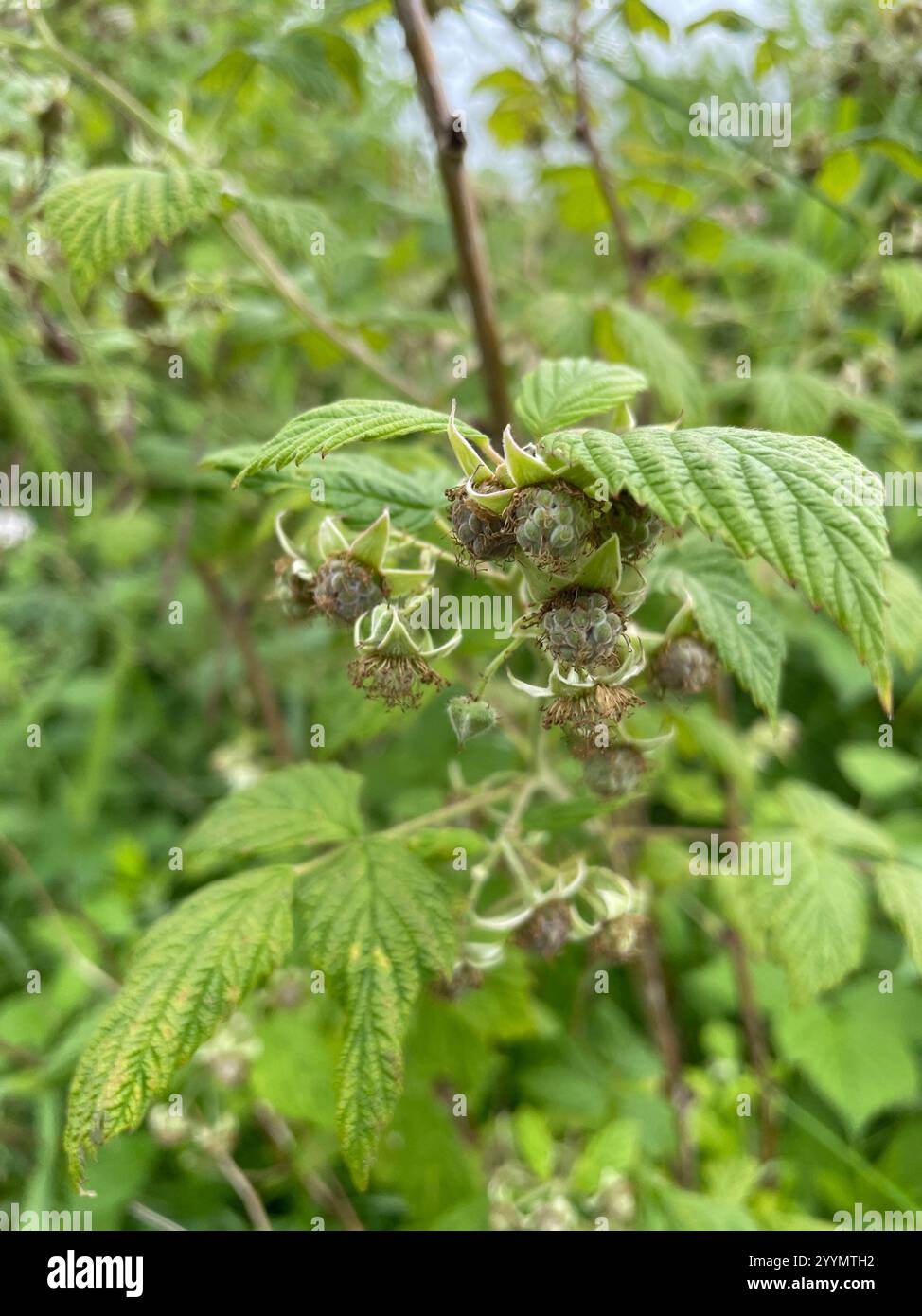 red raspberry (Rubus idaeus Stock Photo - Alamy