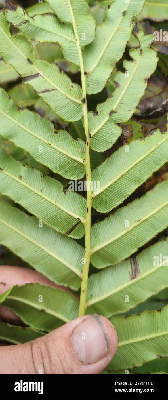 Chain Fern Family (Blechnaceae Stock Photo - Alamy