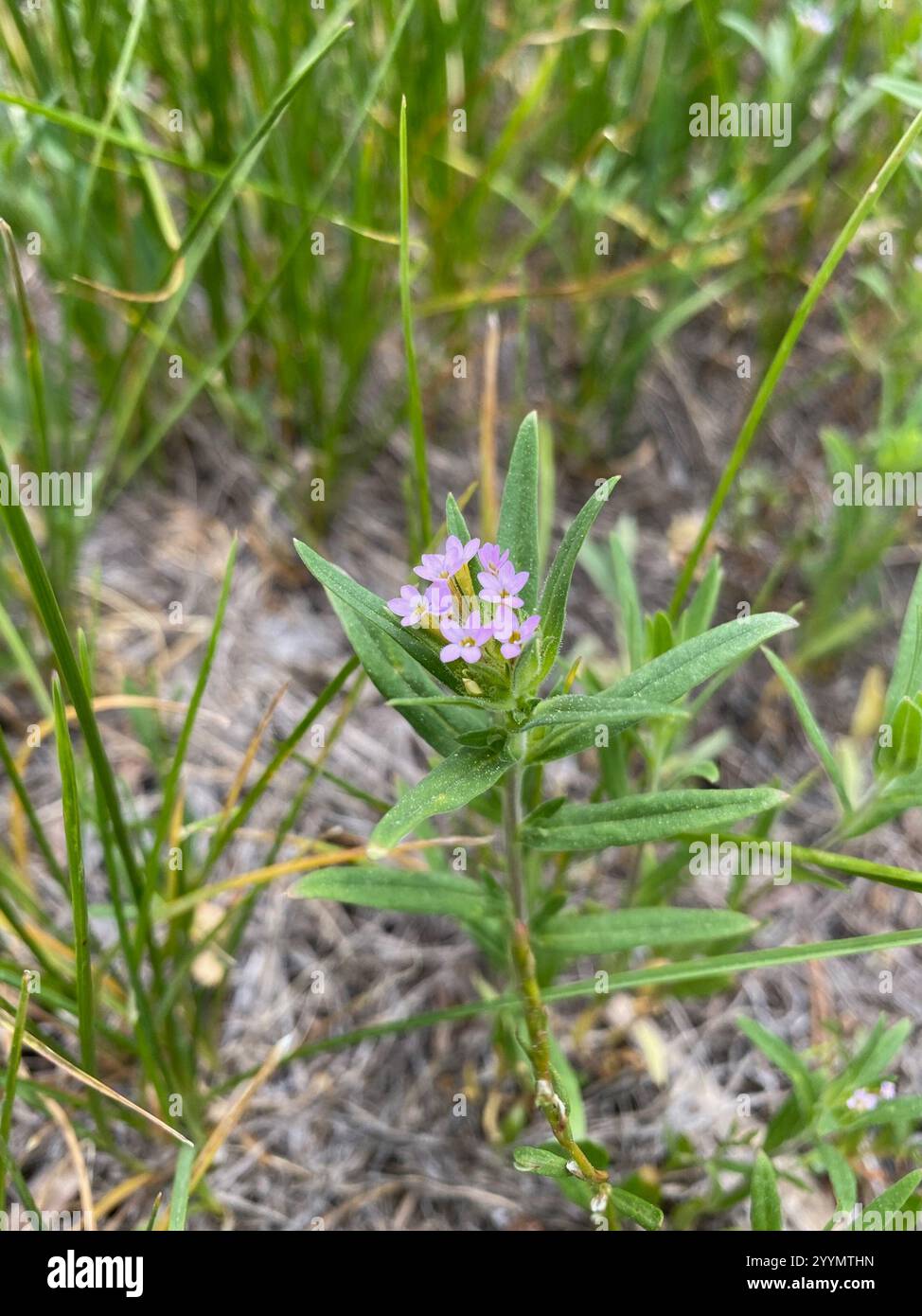 slender phlox (Microsteris gracilis Stock Photo - Alamy