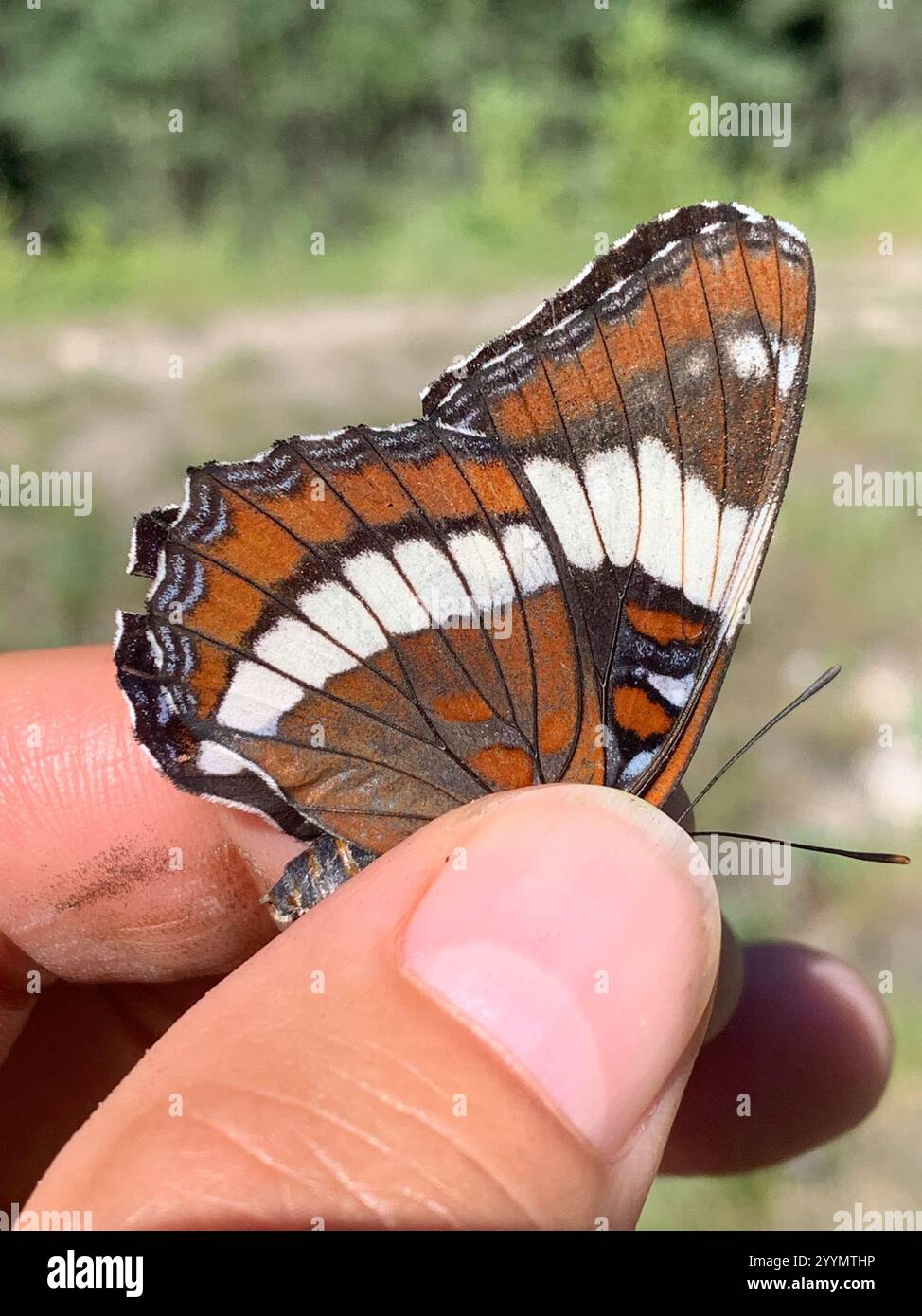 Western White Admiral (Limenitis arthemis rubrofasciata Stock Photo - Alamy