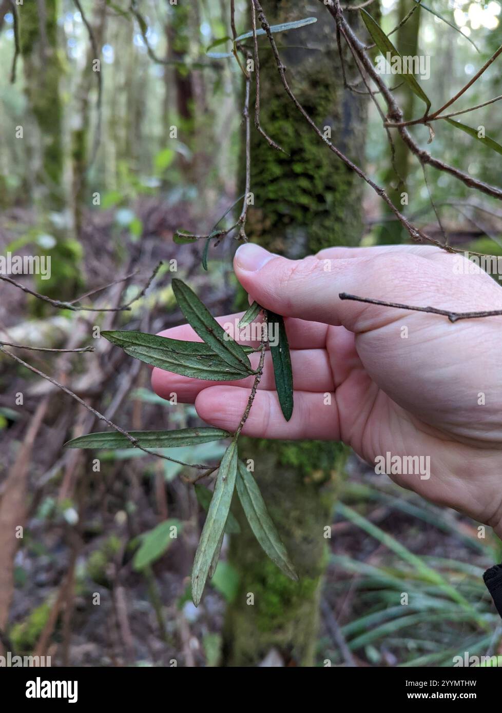 Banyalla (Pittosporum bicolor Stock Photo - Alamy