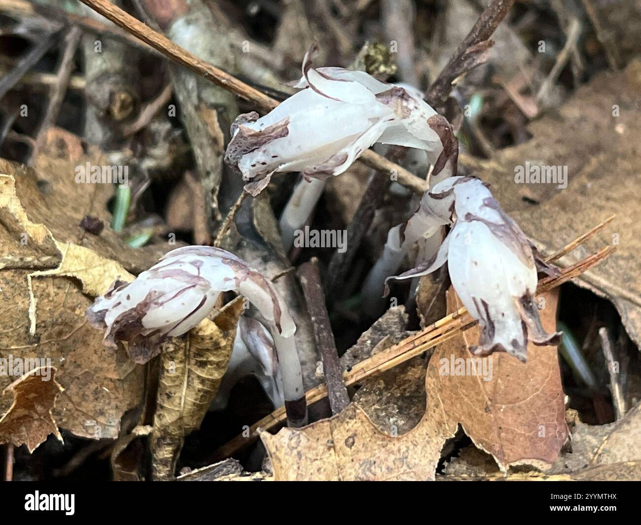 Ghost Pipe (Monotropa uniflora Stock Photo - Alamy