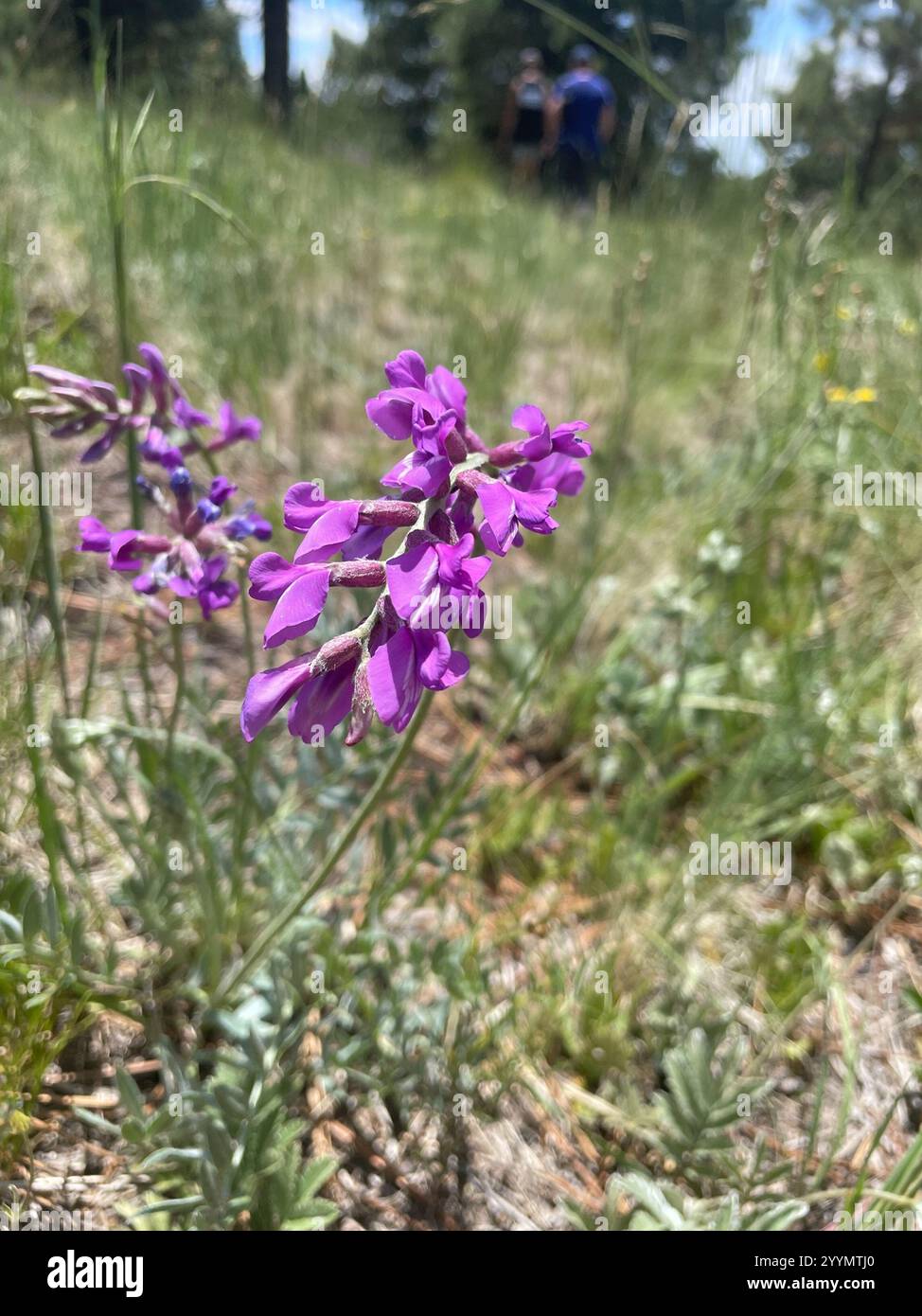 Lambert's Locoweed (Oxytropis lambertii Stock Photo - Alamy