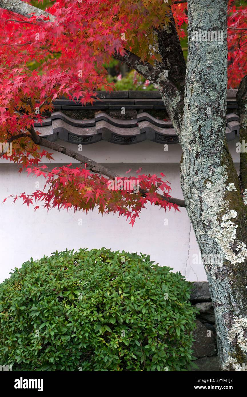 Bright red autumn foliage maple tree against a temple wall creates a ...