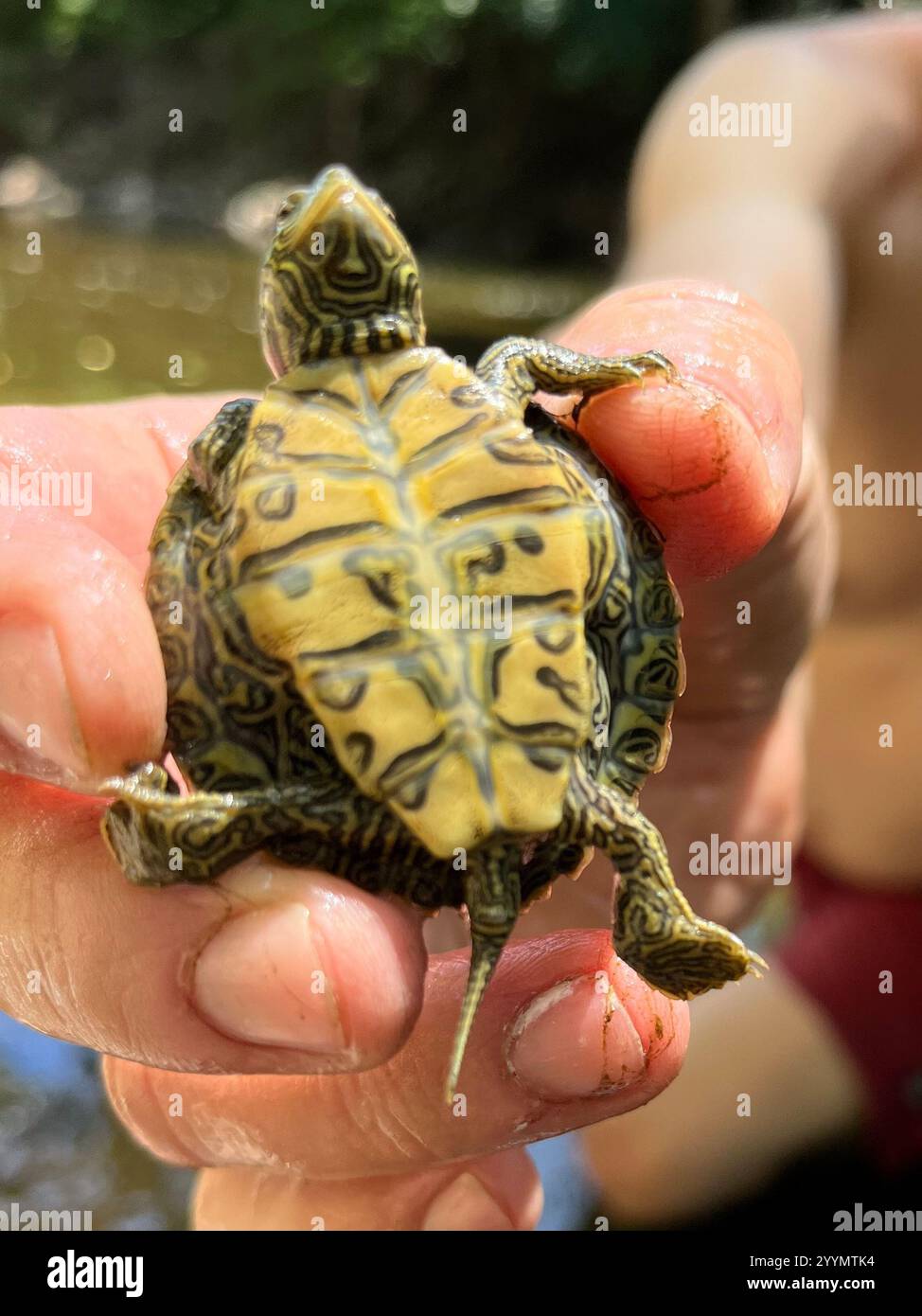 Northern Map Turtle (Graptemys geographica Stock Photo - Alamy