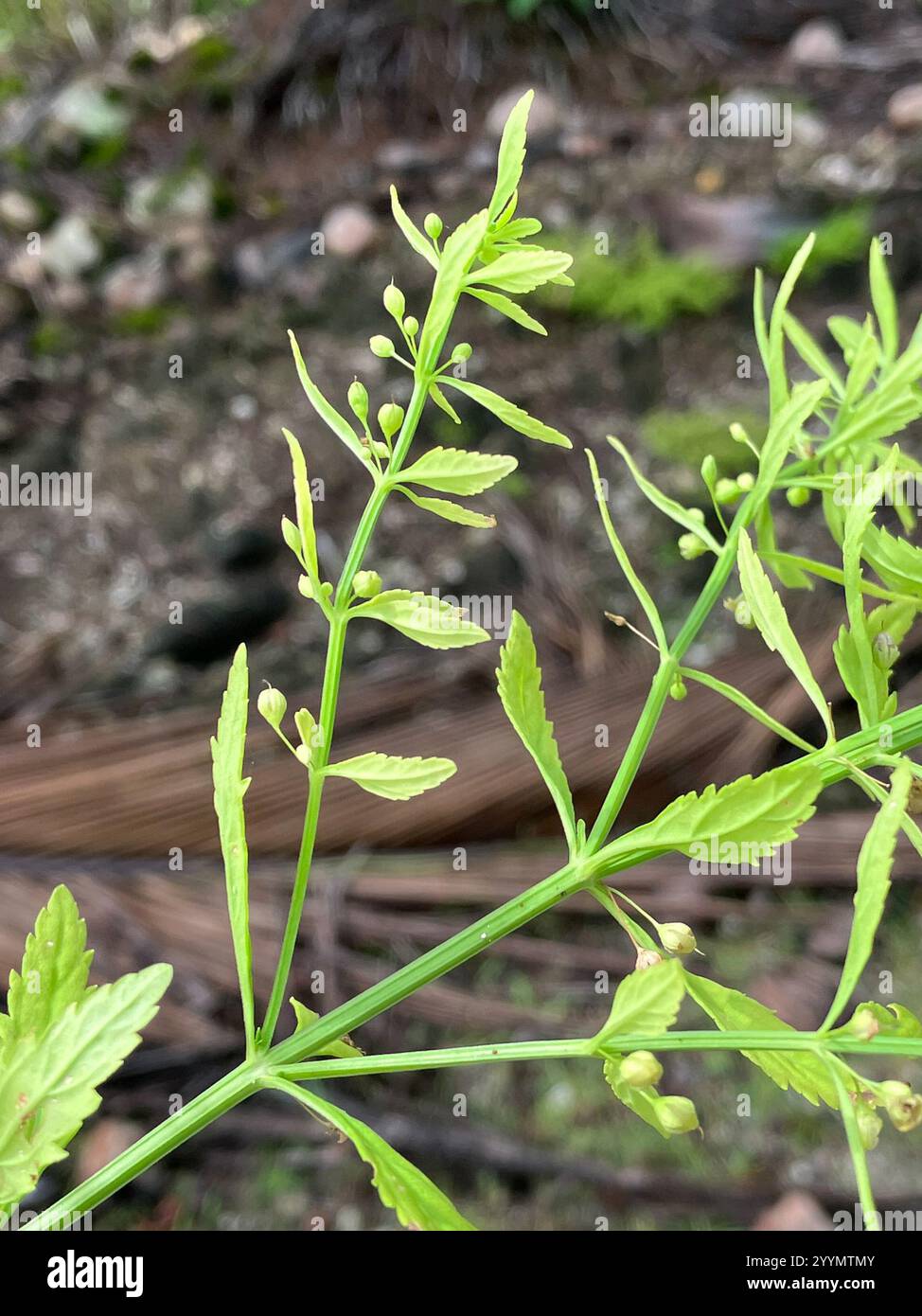 Scoparia weed hi-res stock photography and images - Alamy