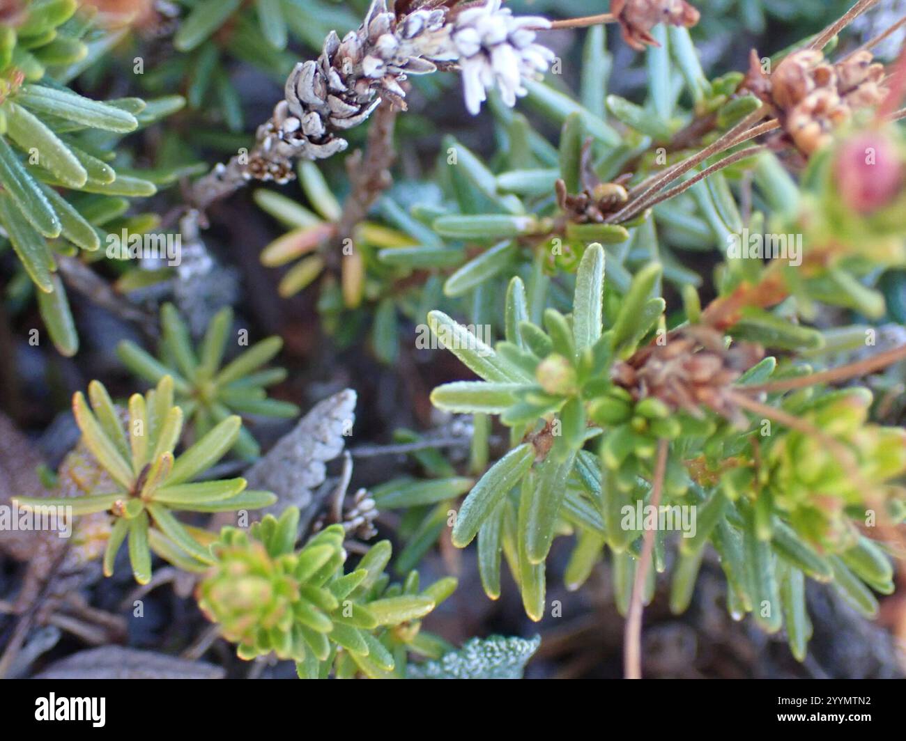 pink mountainheath (Phyllodoce empetriformis Stock Photo - Alamy