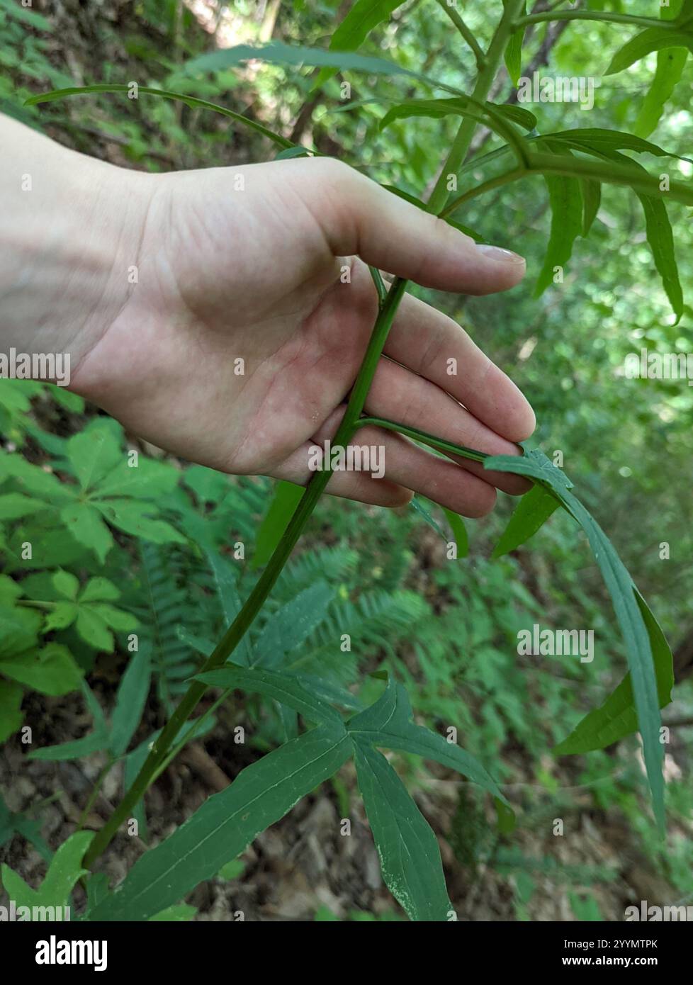 tall rattlesnake root (Nabalus altissimus Stock Photo - Alamy