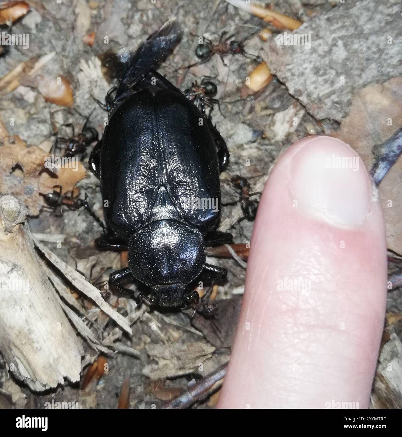 Typical Hermit Beetles (Osmoderma Stock Photo - Alamy
