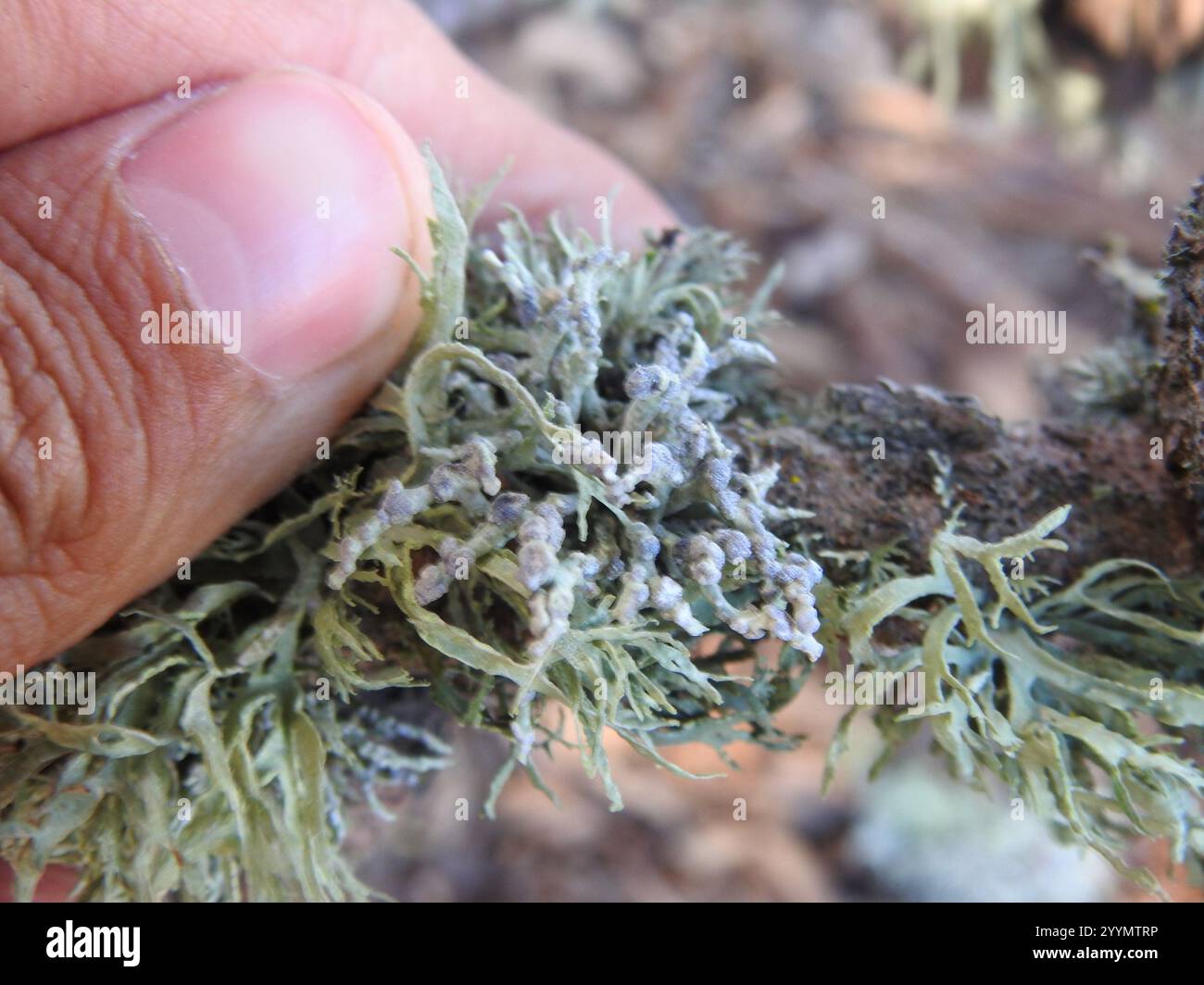 Powdery Sea-Fog Lichen (Niebla cephalota Stock Photo - Alamy