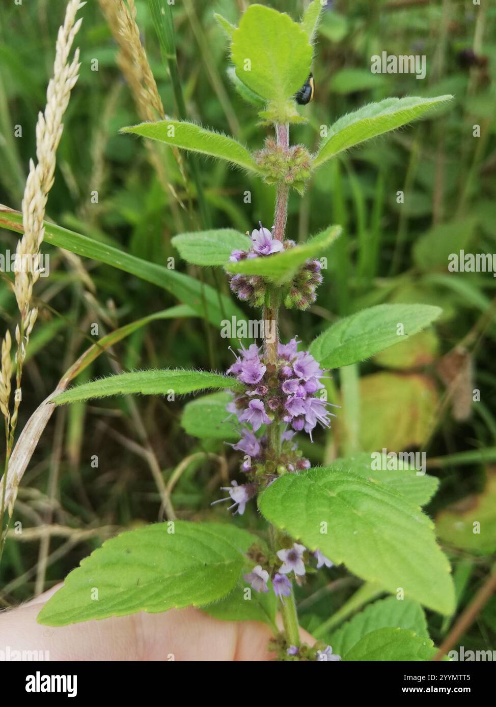 corn mint (Mentha arvensis Stock Photo - Alamy