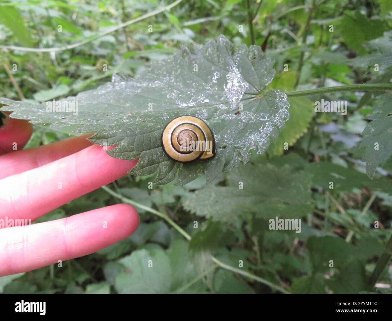 Brown-lipped Snail (Cepaea nemoralis Stock Photo - Alamy