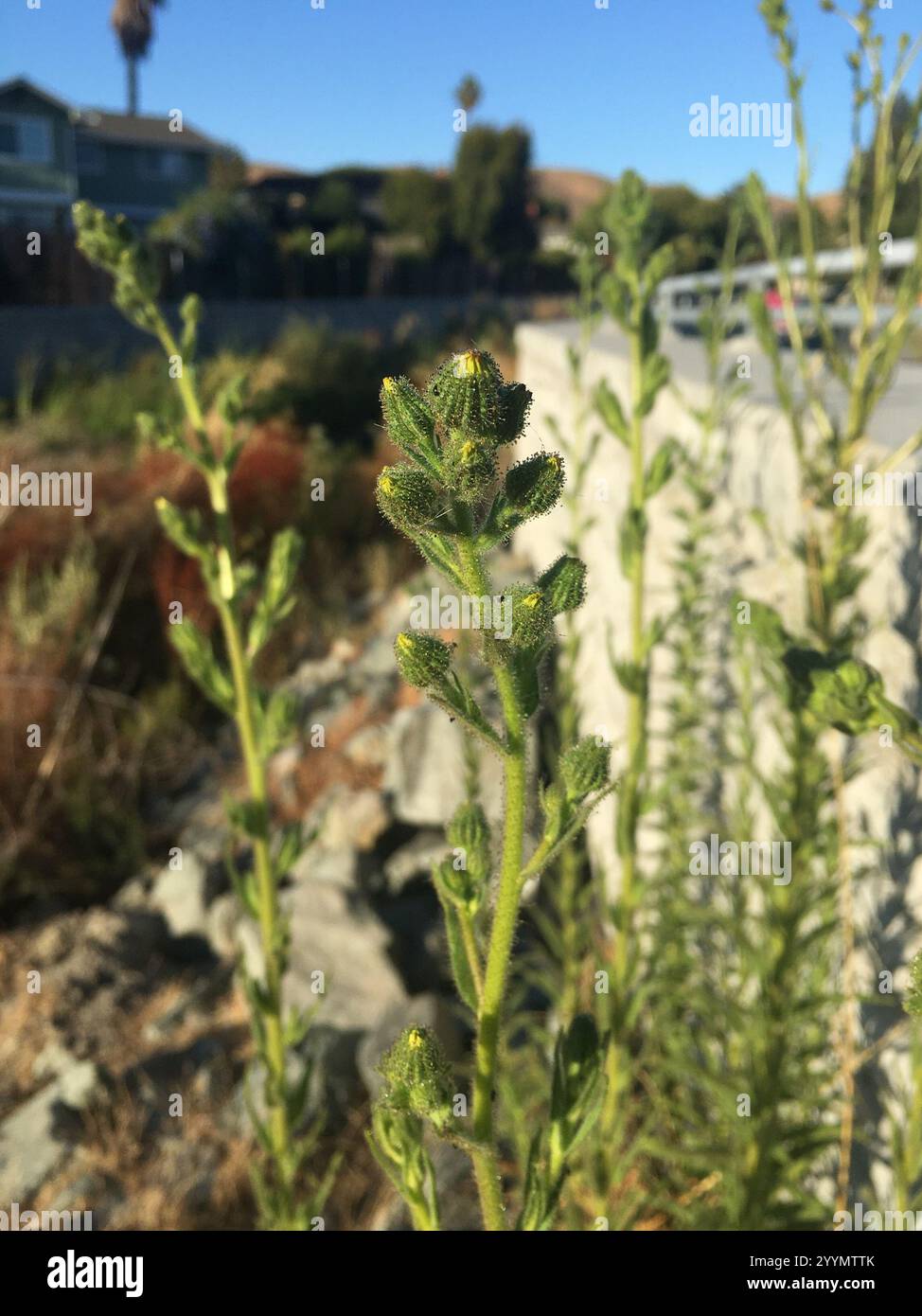 Madia sativa hi-res stock photography and images - Alamy