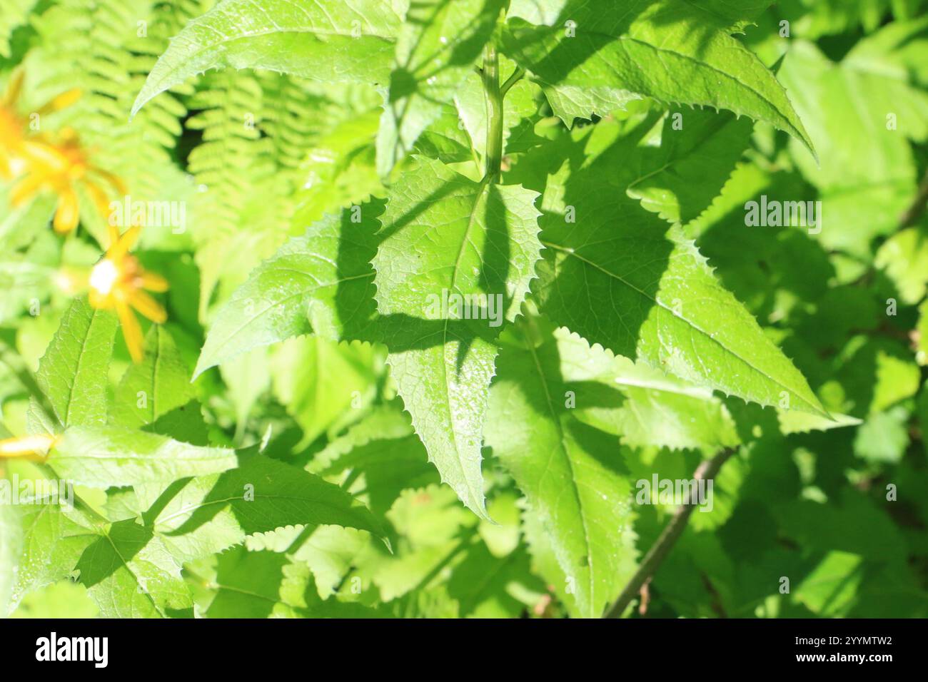 Arrowleaf Senecio (Senecio triangularis Stock Photo - Alamy