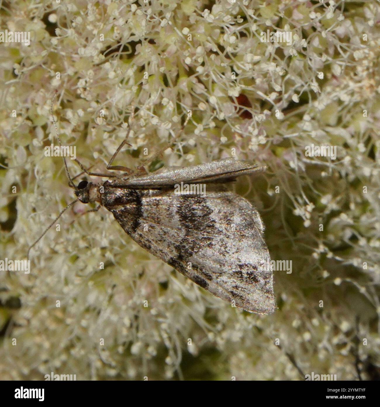 May Highflyer (Hydriomena impluviata Stock Photo - Alamy