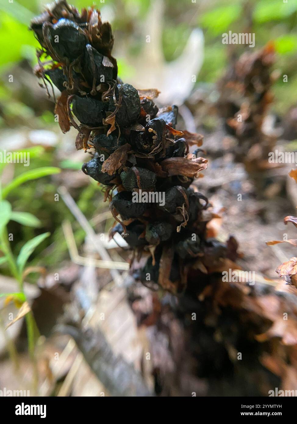 American cancer-root (Conopholis americana Stock Photo - Alamy
