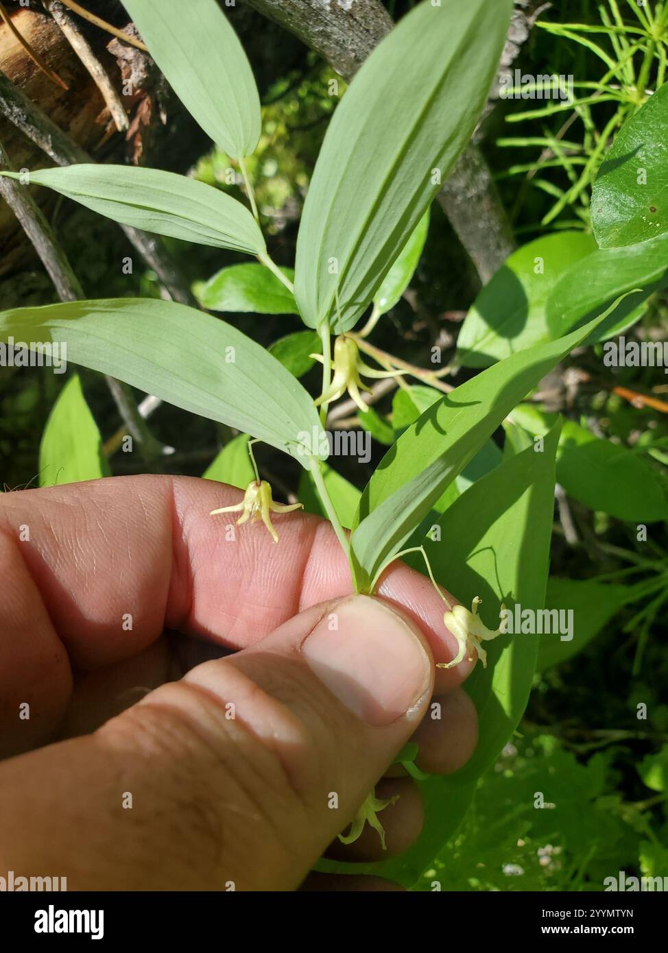 white twisted-stalk (Streptopus amplexifolius Stock Photo - Alamy