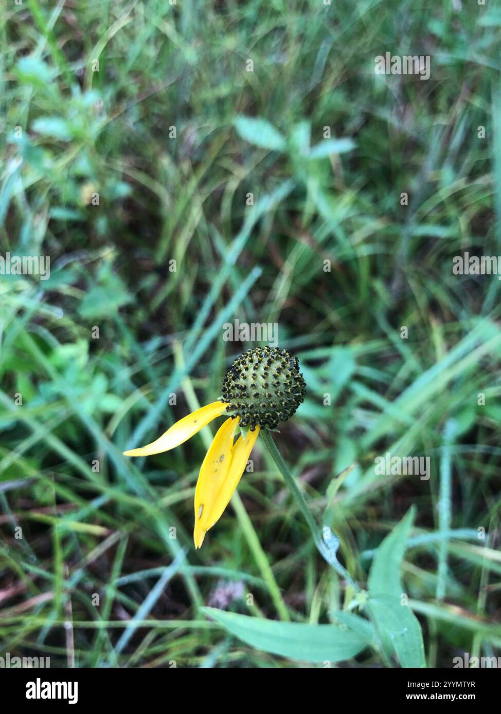 grey-headed coneflower (Ratibida pinnata Stock Photo - Alamy