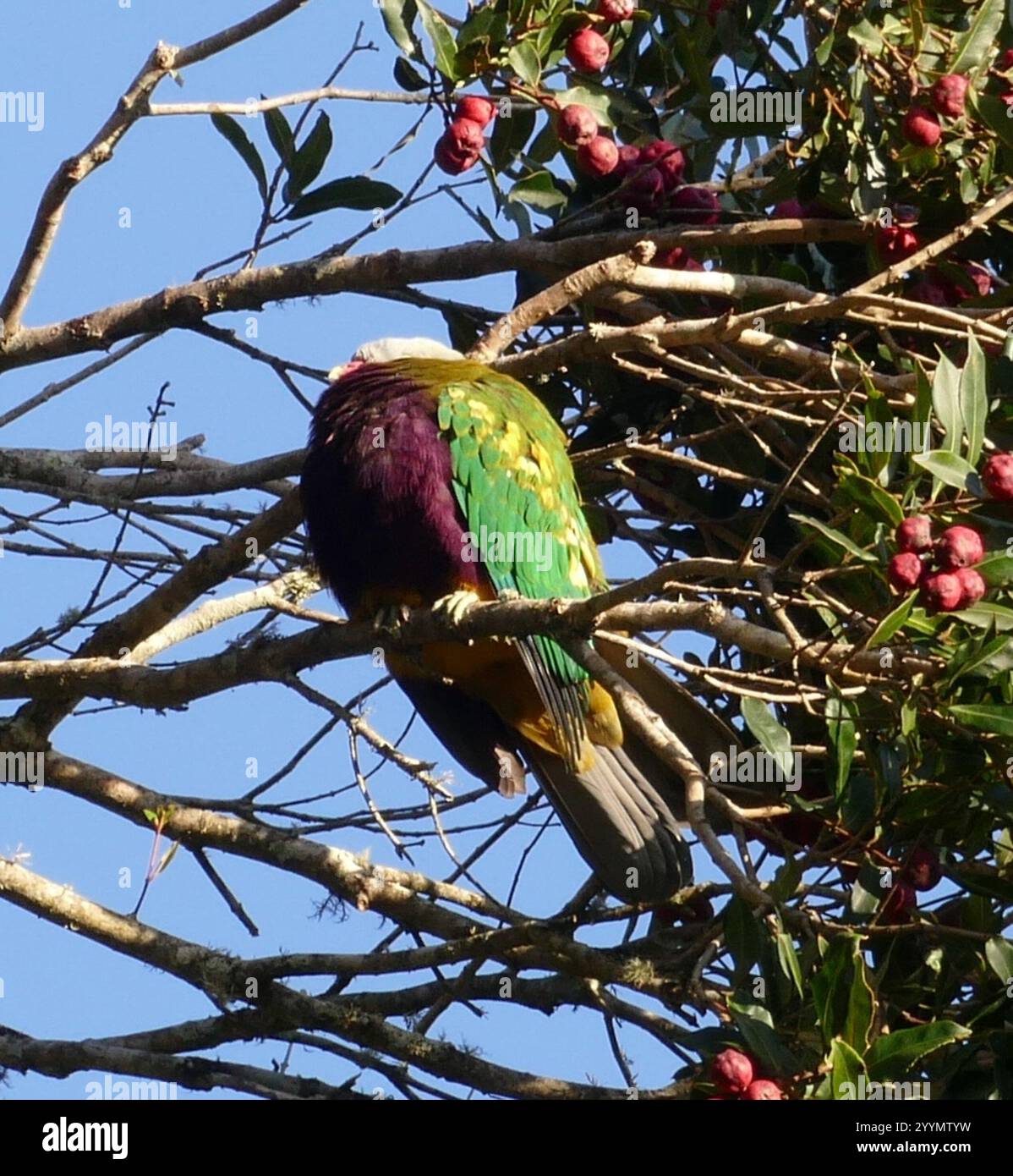 Wompoo Fruit Dove (Ptilinopus magnificus Stock Photo - Alamy
