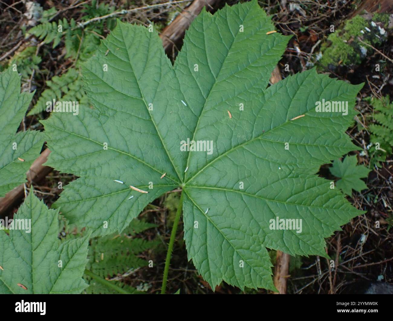 Devil's Club (Oplopanax horridus Stock Photo - Alamy