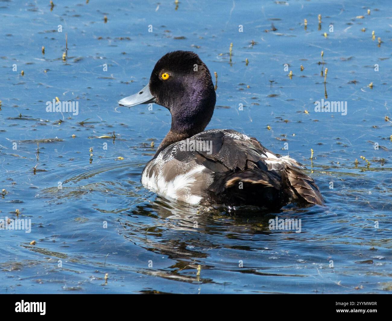 Lesser Scaup (Aythya affinis Stock Photo - Alamy